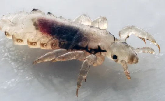 Lice Apocalypse? Meet the Super Lice Taking Over the World! – LiceDoctors